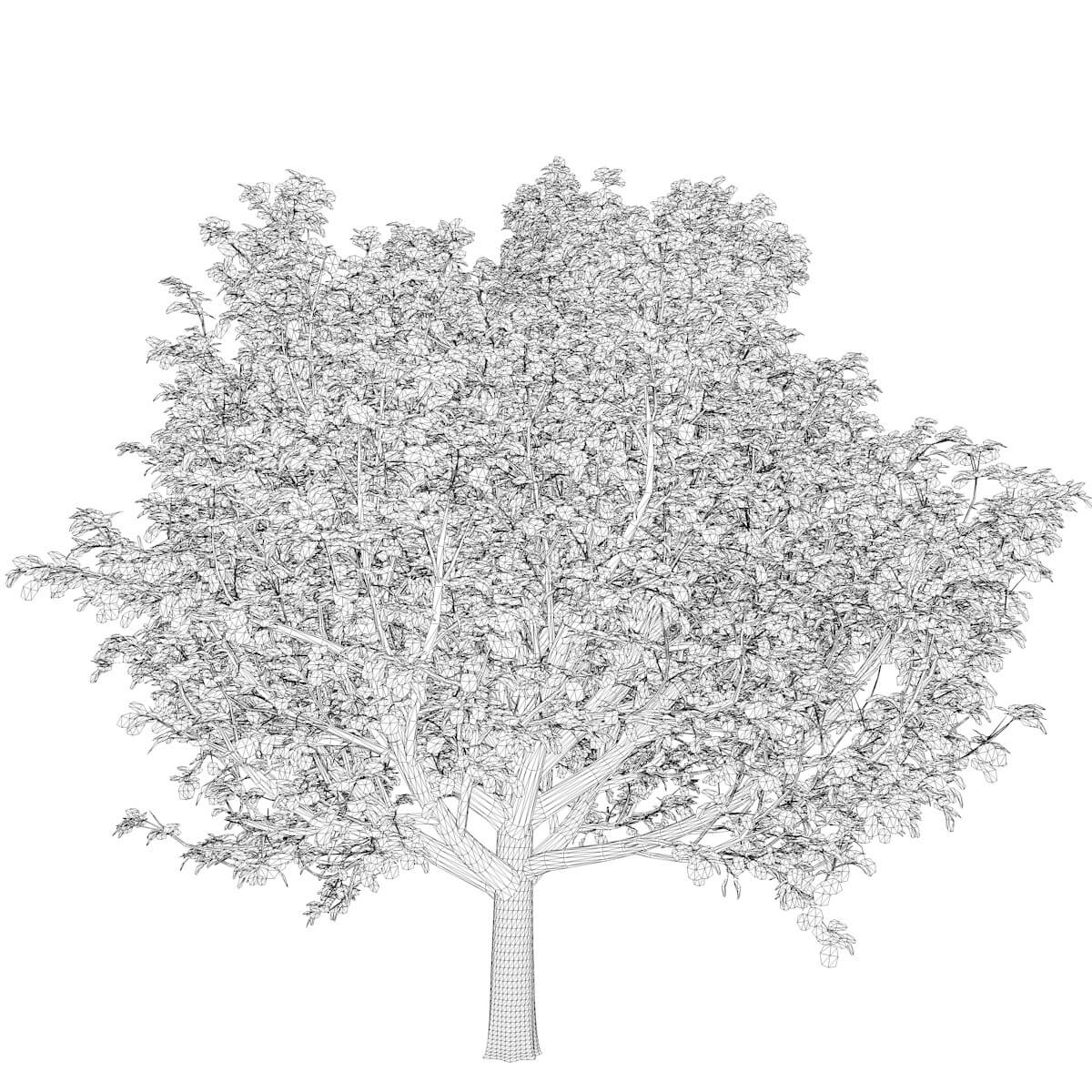 Bradford Callery Pear Tree #04 - 3D Model by AntonioKowatsch