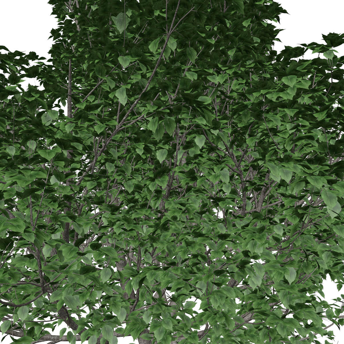 Bradford Callery Pear Tree #08 - 3D Model by AntonioKowatsch