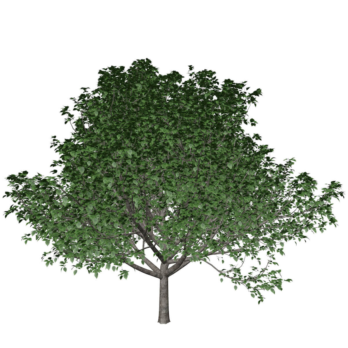 Bradford Callery Pear Tree Collection by AntonioKowatsch