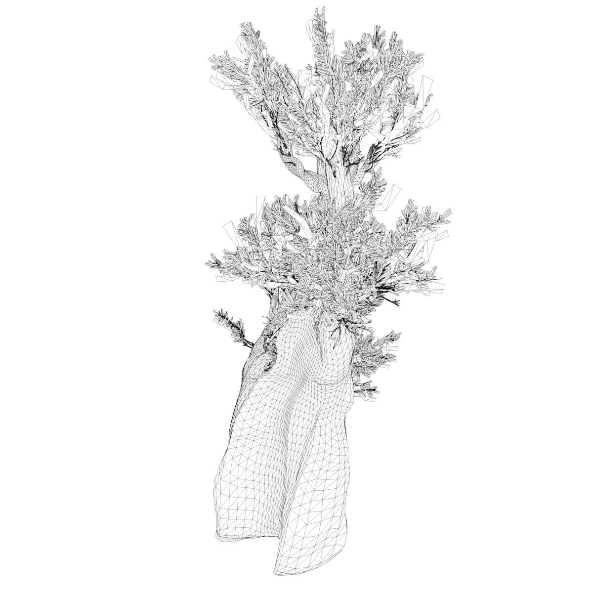 Bristlecone Pine Tree Collection by AntonioKowatsch