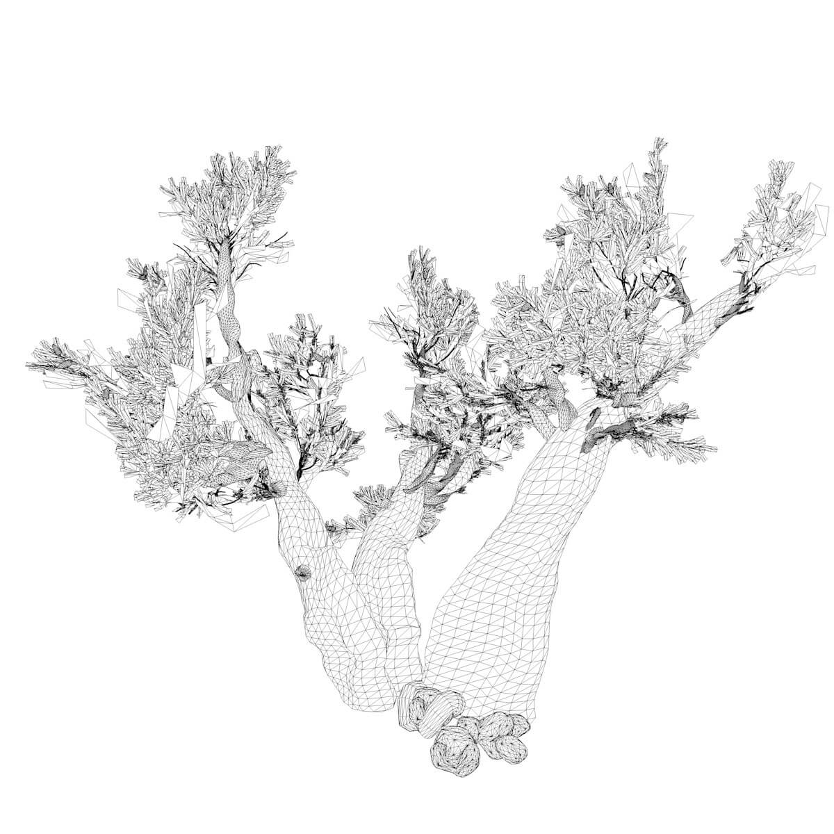 Bristlecone Pine Tree #02 - 3D Model by AntonioKowatsch