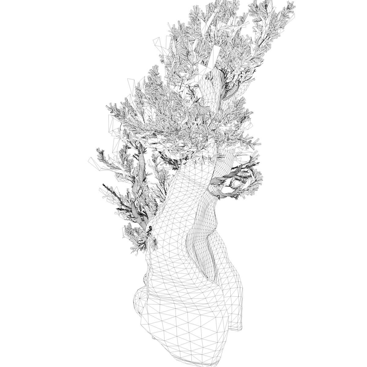 Bristlecone Pine Tree Collection by AntonioKowatsch