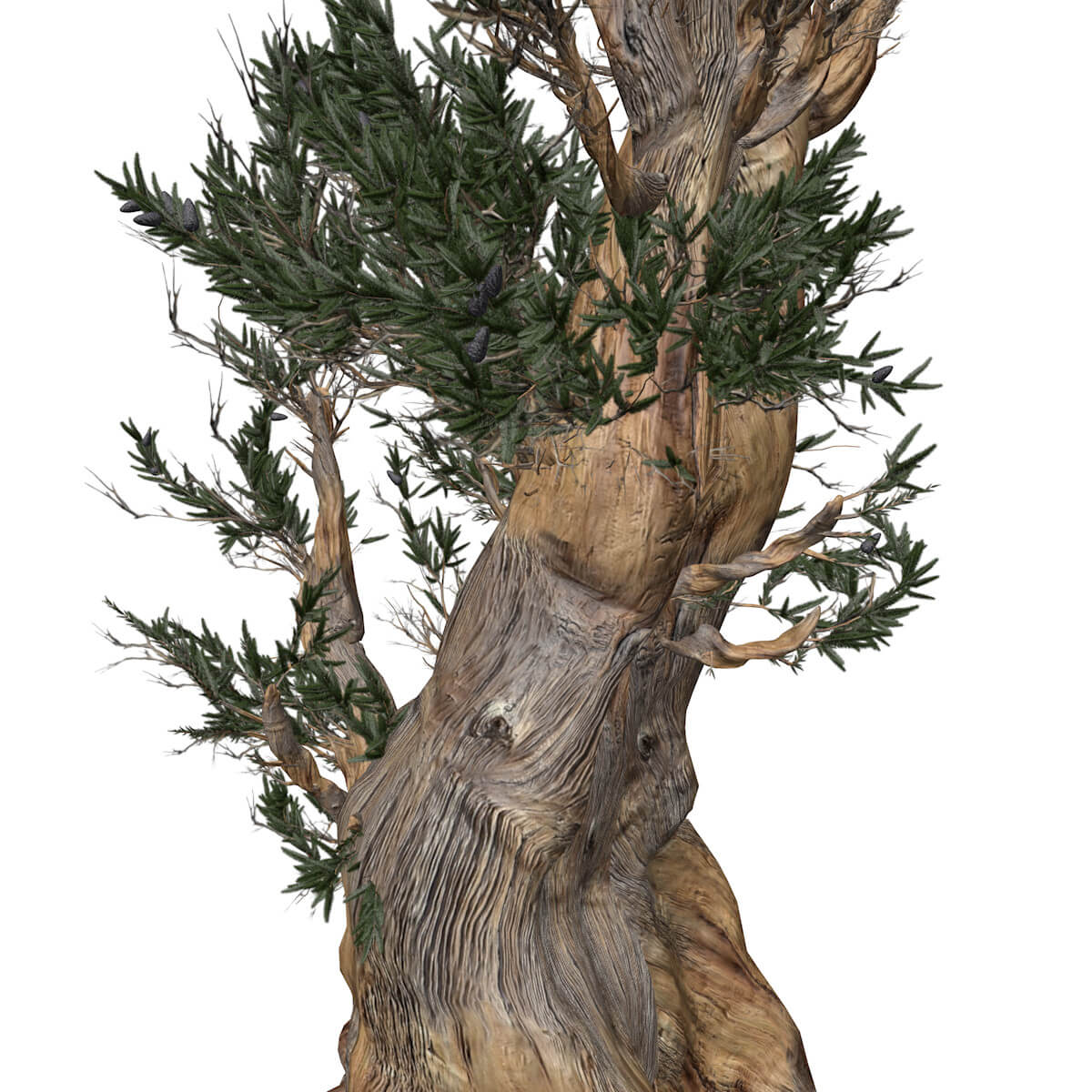 Bristlecone Pine Tree Collection by AntonioKowatsch