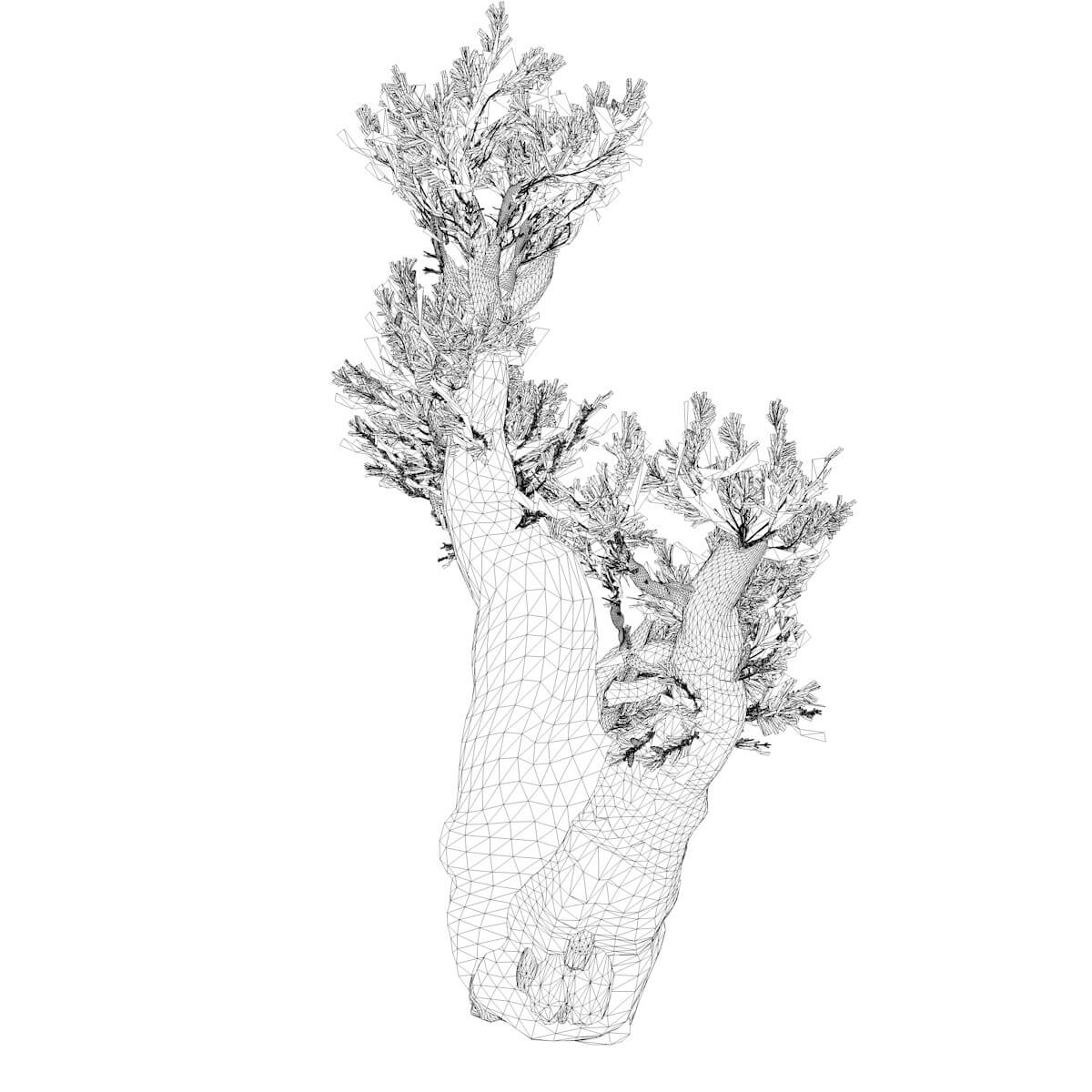 Bristlecone Pine Tree Collection by AntonioKowatsch