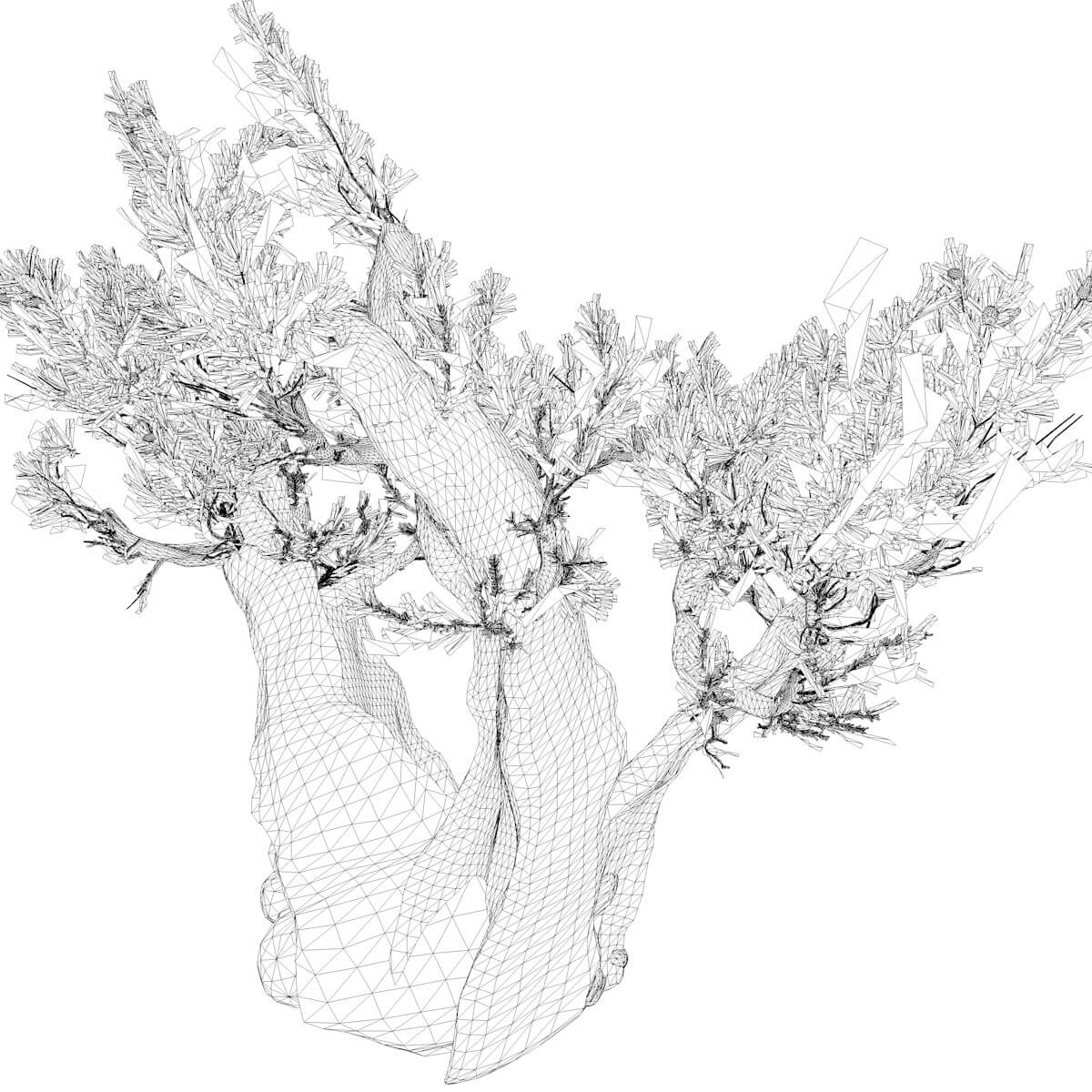 Bristlecone Pine Tree Collection by AntonioKowatsch