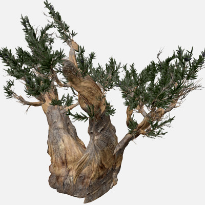 3D Models | Plants | Pine Trees | RenderHub