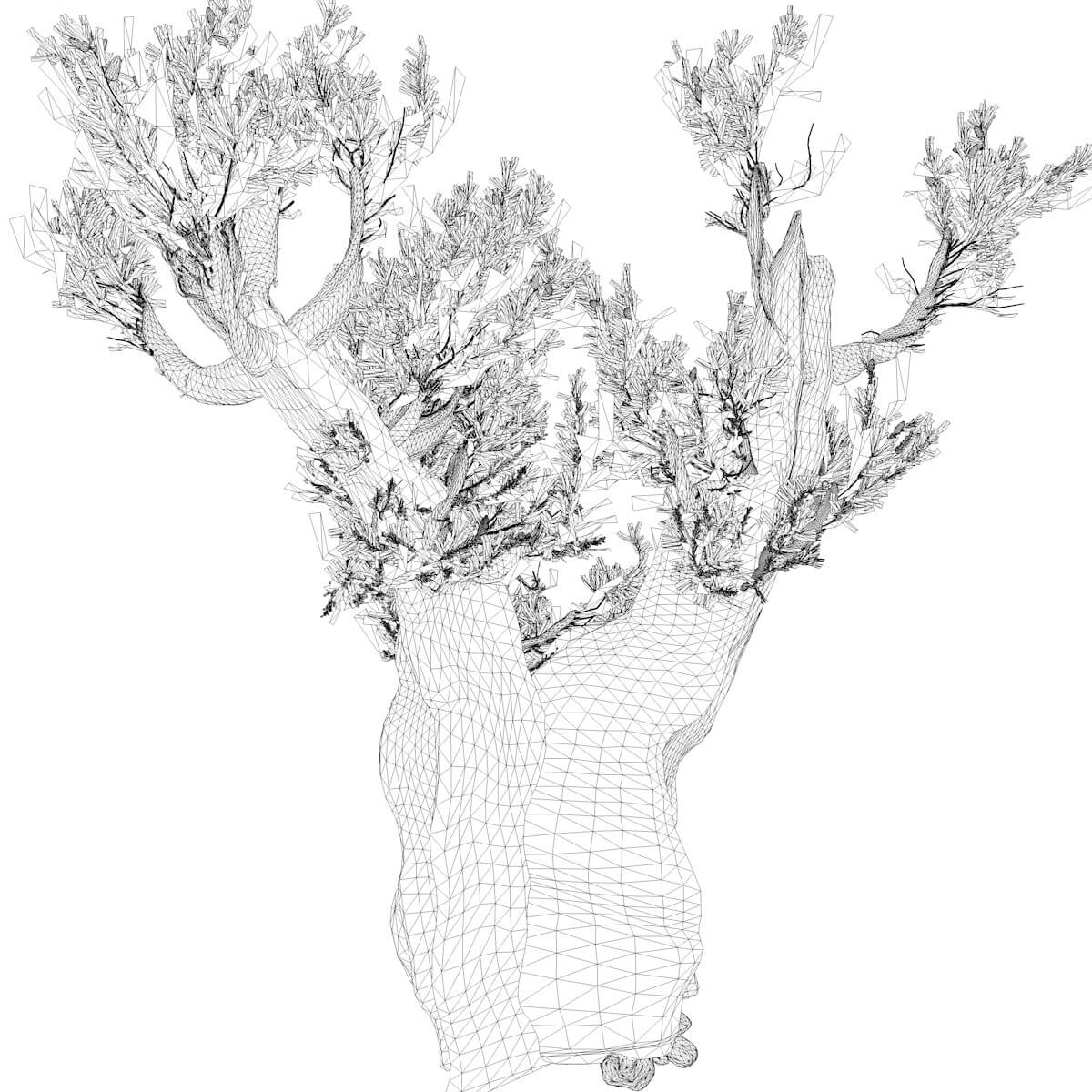 Bristlecone Pine Tree Collection by AntonioKowatsch