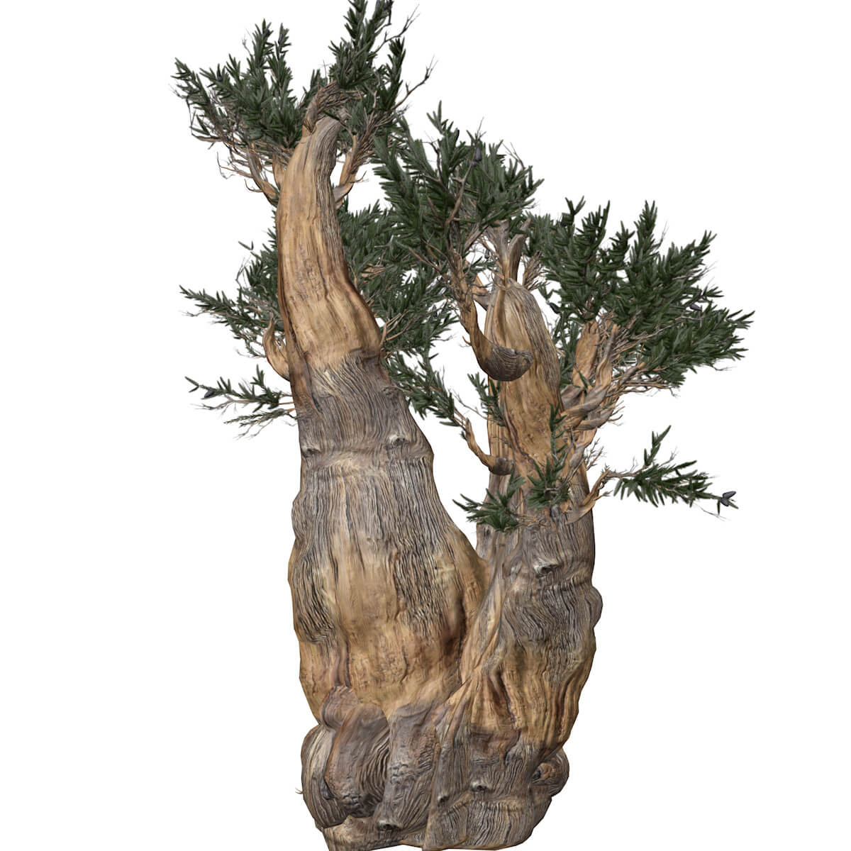 Bristlecone Pine Tree Collection by AntonioKowatsch