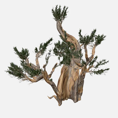 3D Models | Plants | Pine Trees | RenderHub