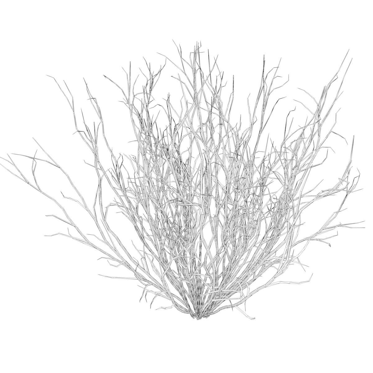 Broom Snakeweed Collection by AntonioKowatsch