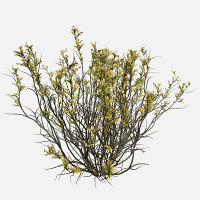 Broom Snakeweed With Flowers #01 - 3D Model by AntonioKowatsch