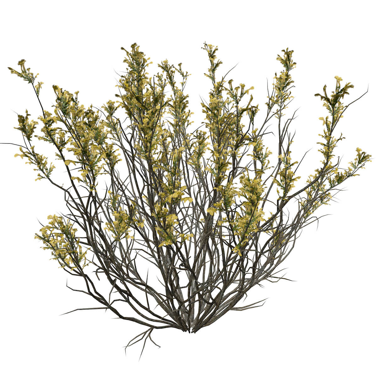 Broom Snakeweed With Flowers Plant Collection by AntonioKowatsch