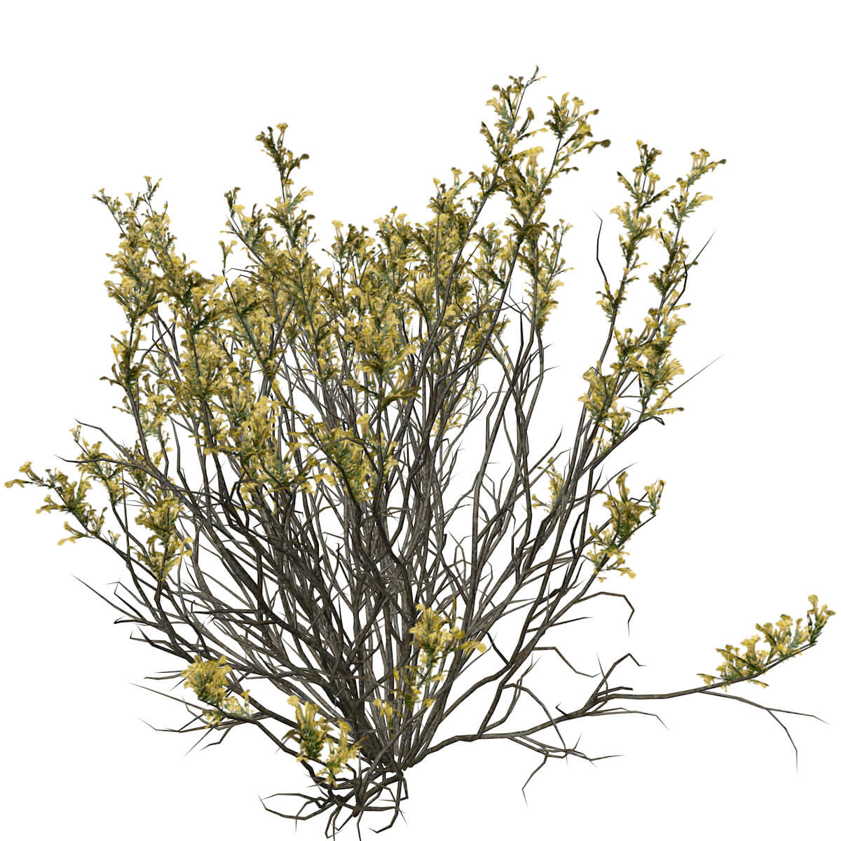 Broom Snakeweed With Flowers Plant Collection by AntonioKowatsch
