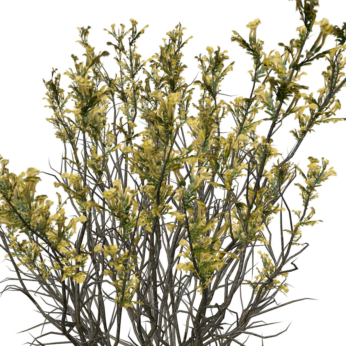 Broom Snakeweed With Flowers Plant Collection by AntonioKowatsch