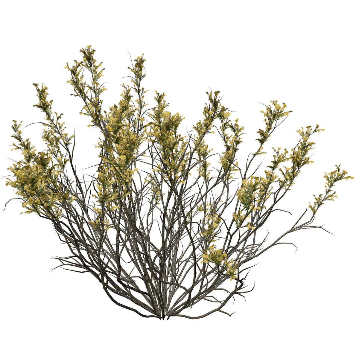 Broom Snakeweed With Flowers Plant Collection by AntonioKowatsch