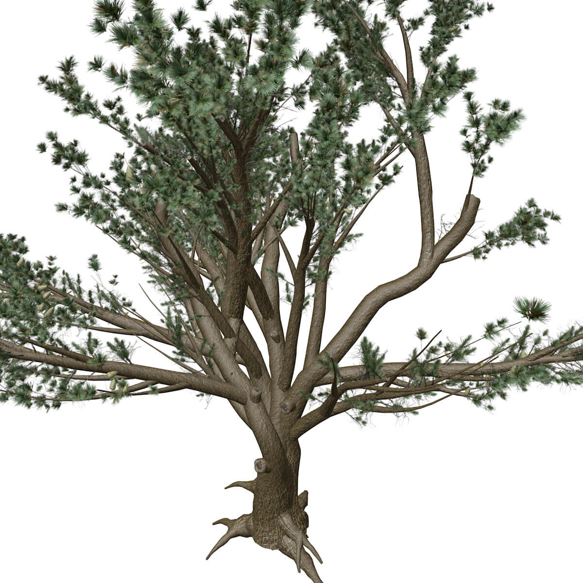 Cedar of Lebanon Tree Collection by AntonioKowatsch