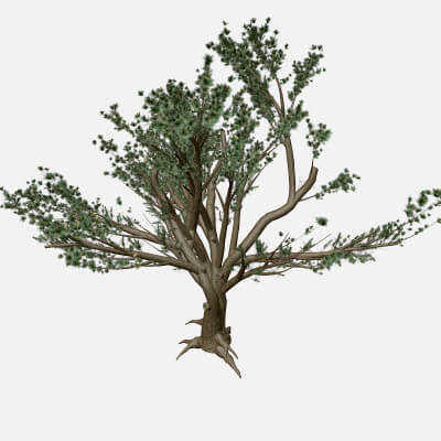 Cedar of Lebanon Tree #02 - 3D Model by AntonioKowatsch