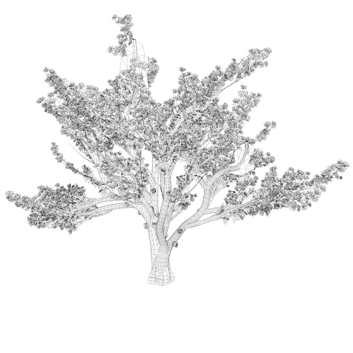 Cedar of Lebanon Tree Collection by AntonioKowatsch