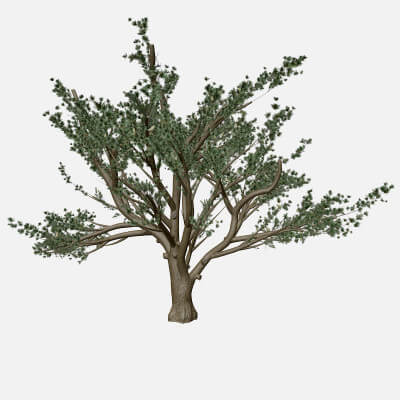 Cedar of Lebanon Tree #03 - 3D Model by AntonioKowatsch
