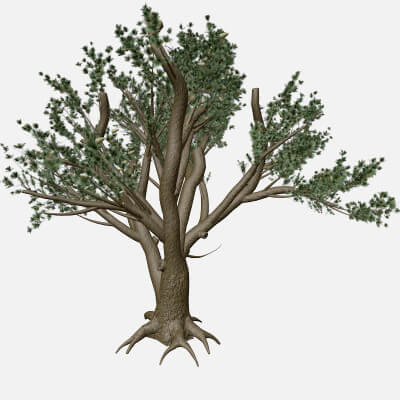 Cedar of Lebanon Tree #04 - 3D Model by AntonioKowatsch