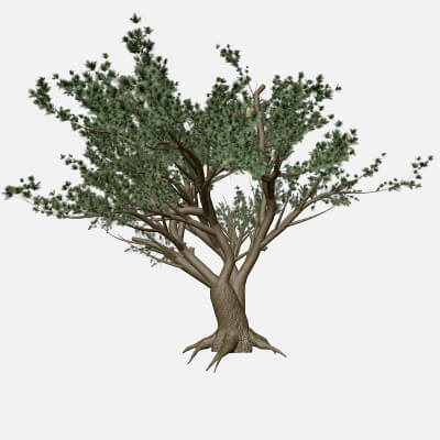 Cedar of Lebanon Tree #05 - 3D Model by AntonioKowatsch