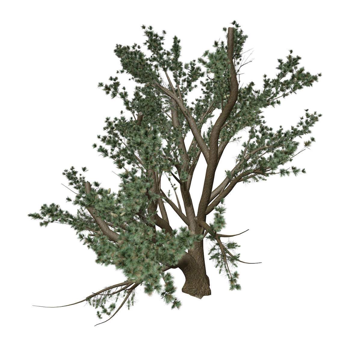 Cedar of Lebanon Tree #06 - 3D Model by AntonioKowatsch