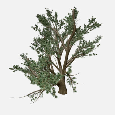 Cedar of Lebanon Tree #06 - 3D Model by AntonioKowatsch