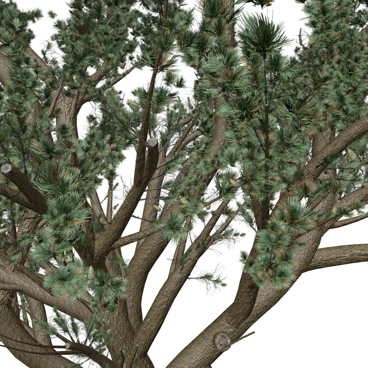 Cedar of Lebanon Tree Collection by AntonioKowatsch