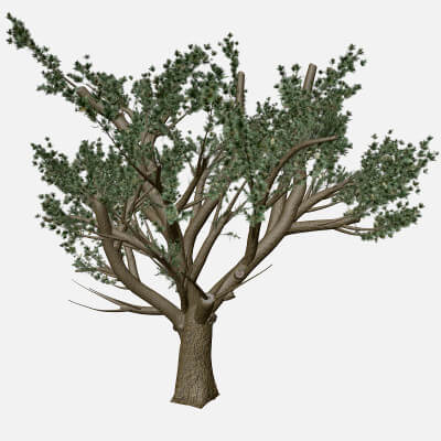 3D Models | Plants | Cedar Trees | RenderHub