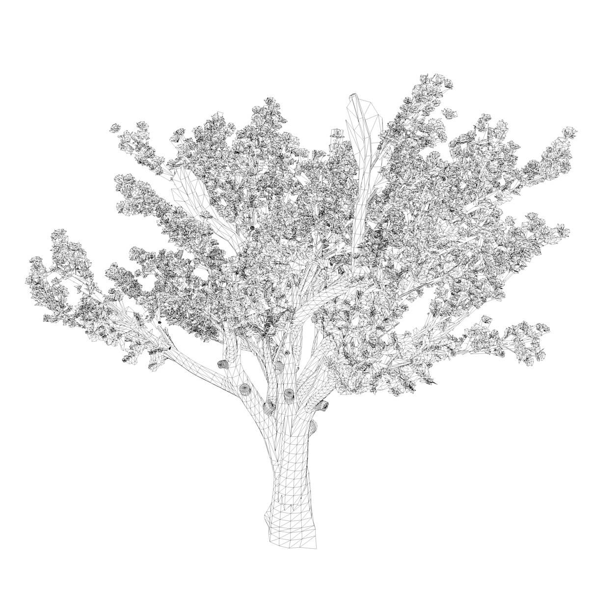 Cedar of Lebanon Tree Collection by AntonioKowatsch