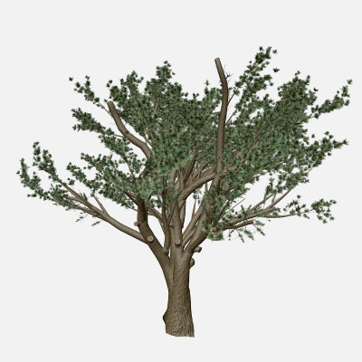 Cedar of Lebanon Tree #08 - 3D Model by AntonioKowatsch