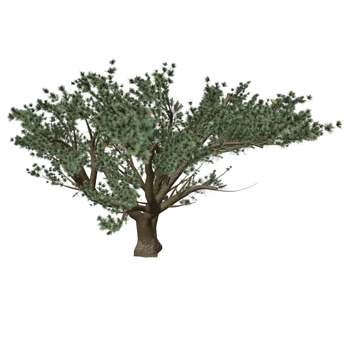 Cedar of Lebanon Tree #09 - 3D Model by AntonioKowatsch