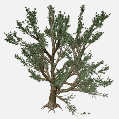 Cedar of Lebanon Tree #10 - 3D Model by AntonioKowatsch
