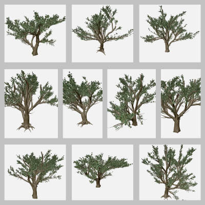 Cedar of Lebanon Tree #01 - 3D Model by AntonioKowatsch