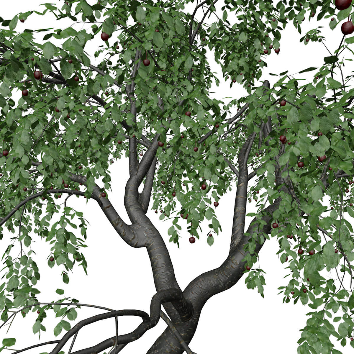 Cherry Tree #01 - 3D Model by AntonioKowatsch