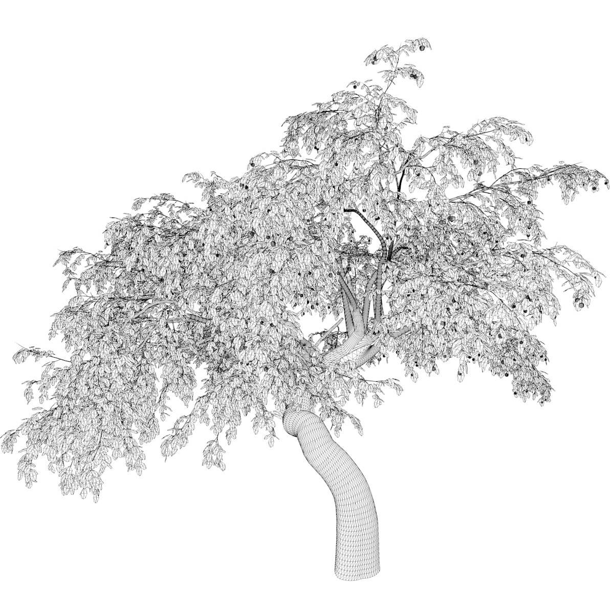 Cherry Tree #05 - 3D Model by AntonioKowatsch