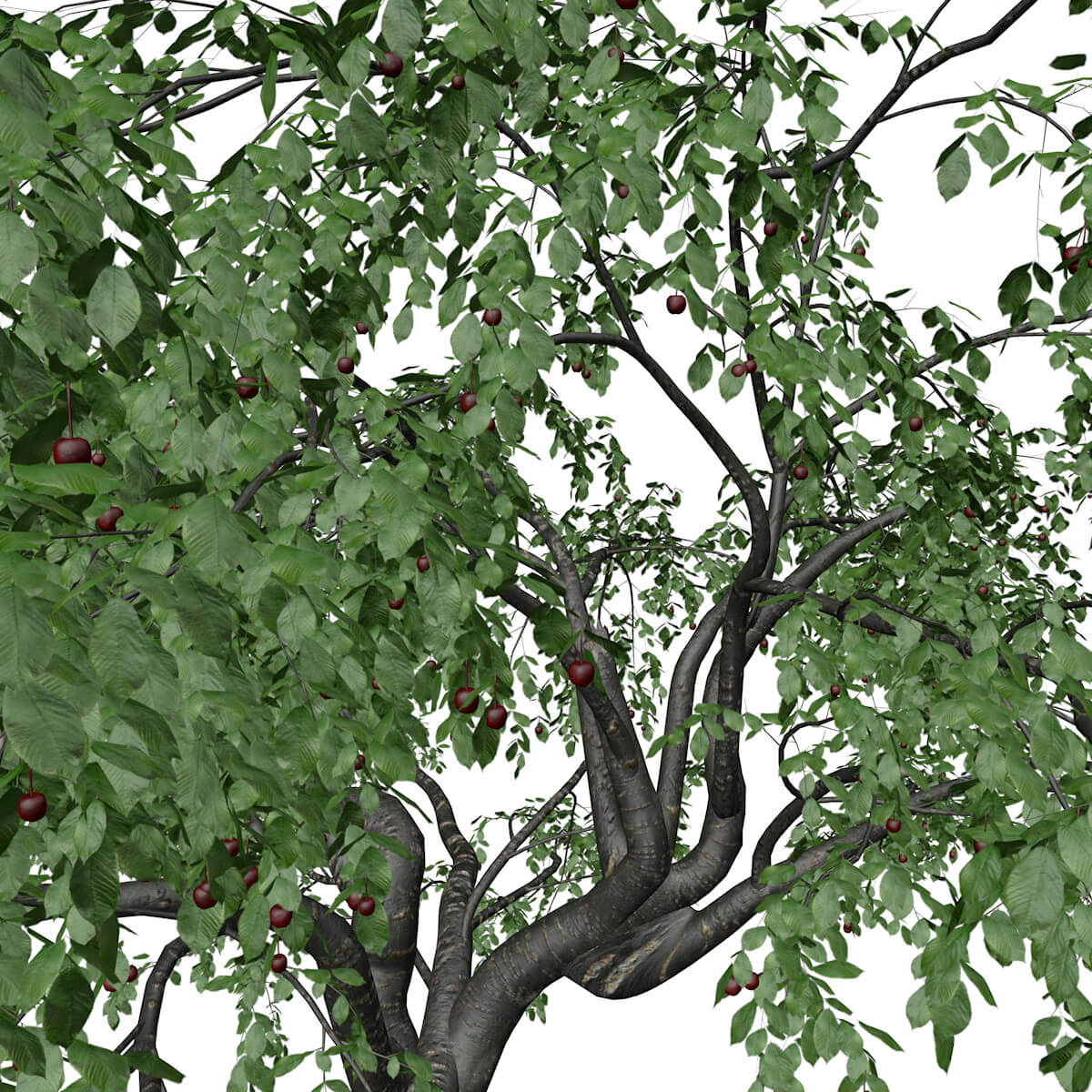 Cherry Tree #05 - 3D Model by AntonioKowatsch