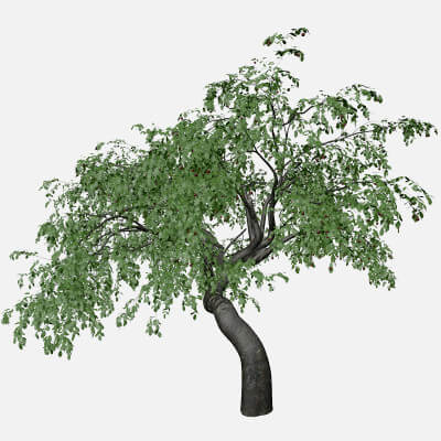 Cherry Tree #05 - 3D Model by AntonioKowatsch