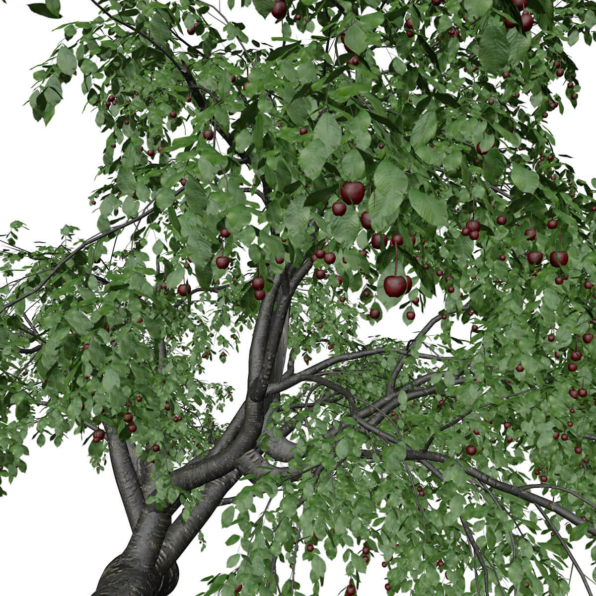 Cherry Tree #06 - 3D Model by AntonioKowatsch