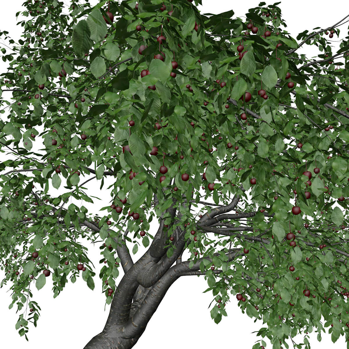 Cherry Tree #08 - 3D Model by AntonioKowatsch