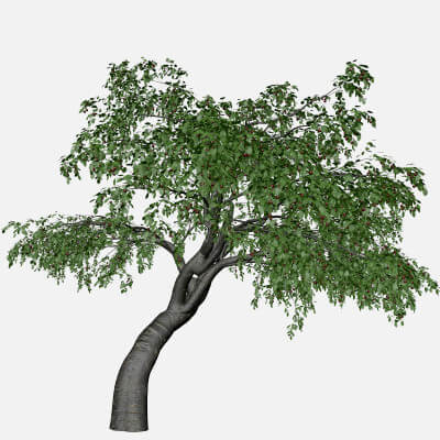 Cherry Tree #08 - 3D Model by AntonioKowatsch