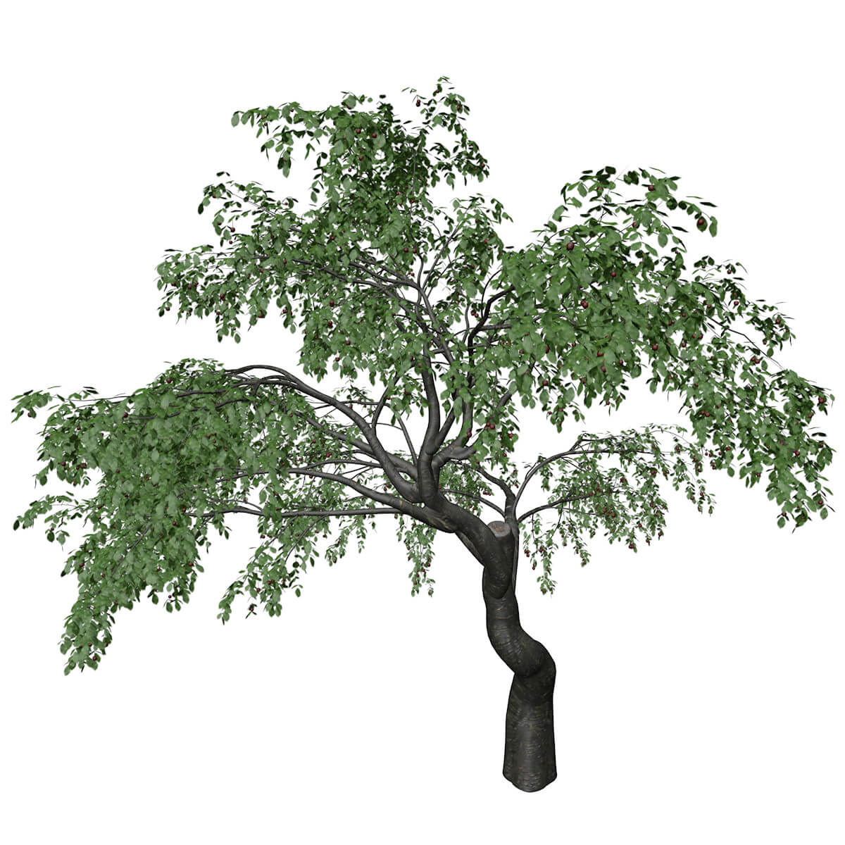 Cherry Tree #09 - 3D Model by AntonioKowatsch