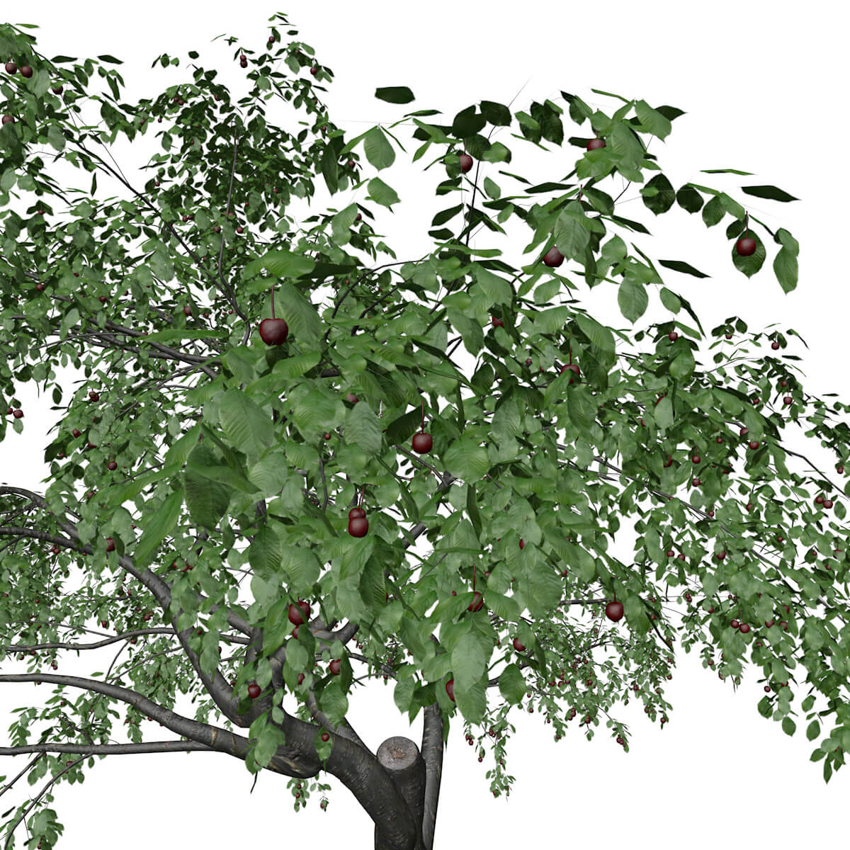 Cherry Tree #09 - 3D Model by AntonioKowatsch