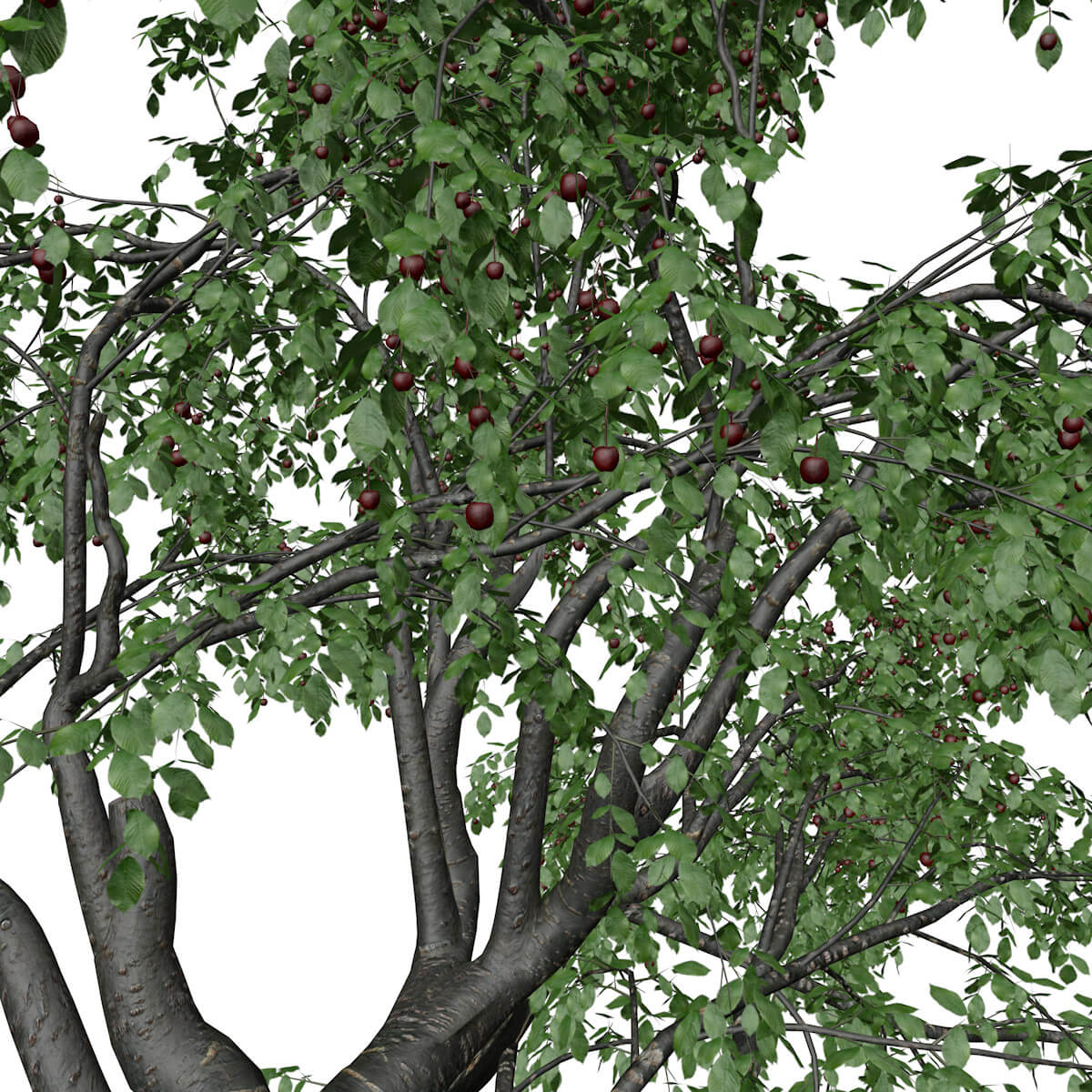 Cherry Tree Collection by AntonioKowatsch