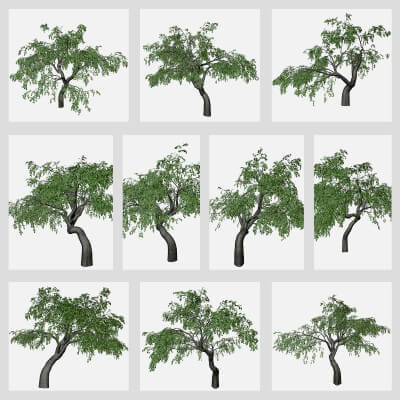 Cherry Tree Collection by AntonioKowatsch