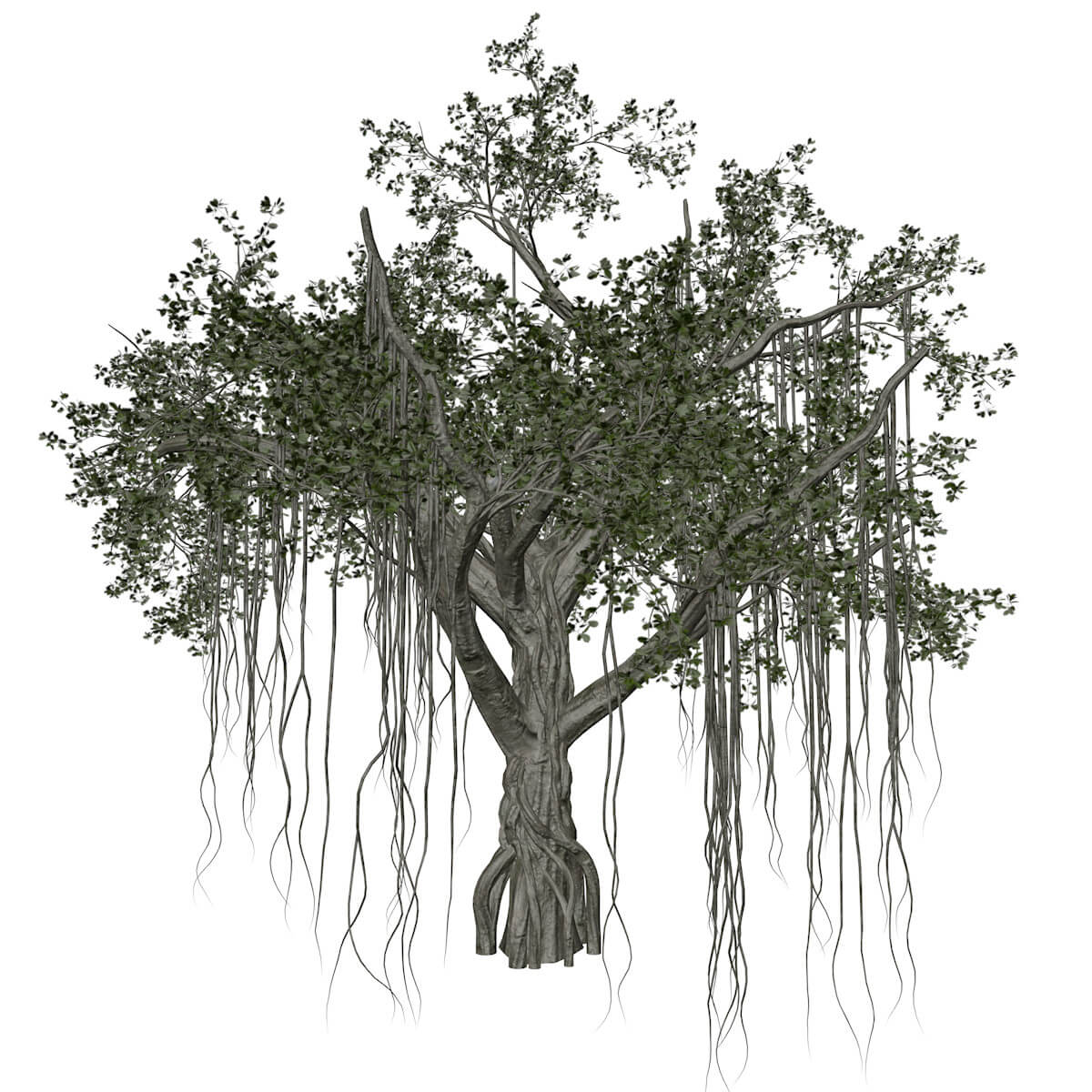 Chinese Banyan Tree #02 - 3D Model by AntonioKowatsch