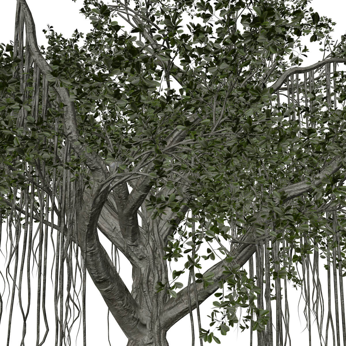 Chinese Banyan Tree #02 - 3D Model by AntonioKowatsch