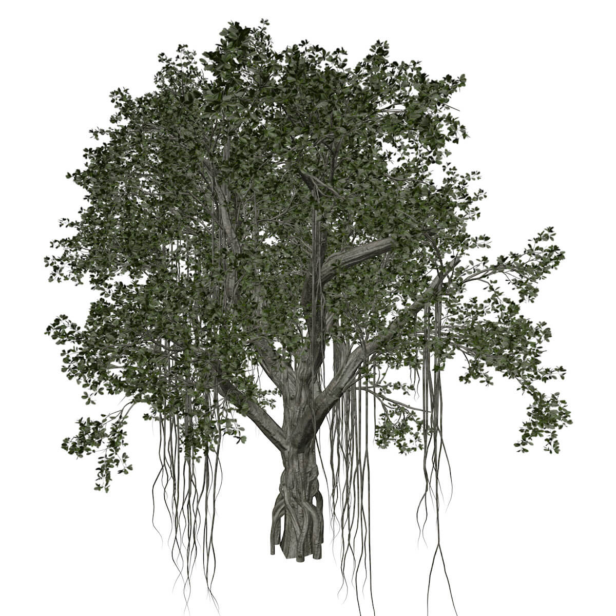Chinese Banyan Tree #03 - 3D Model by AntonioKowatsch