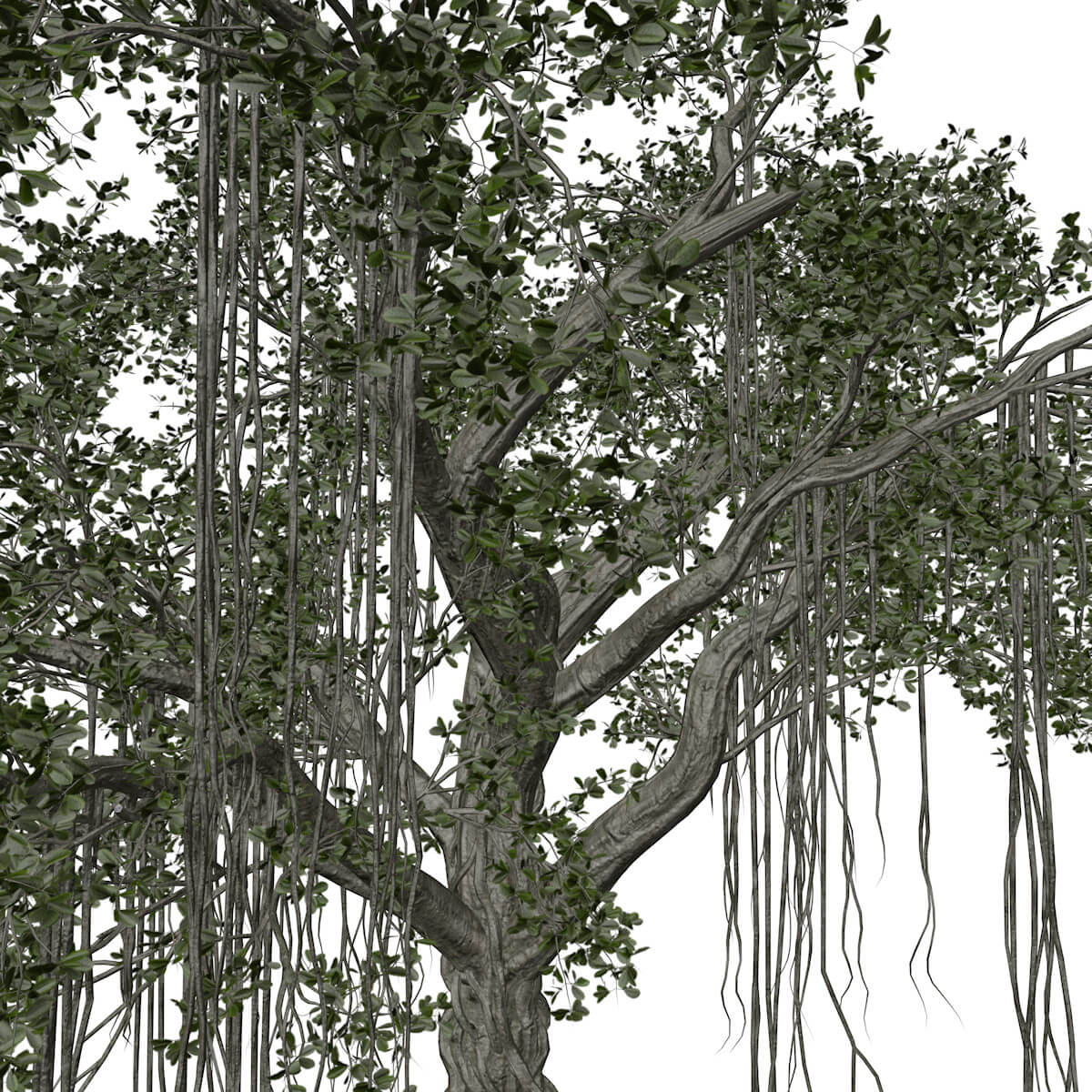 Chinese Banyan Tree #04 - 3D Model by AntonioKowatsch