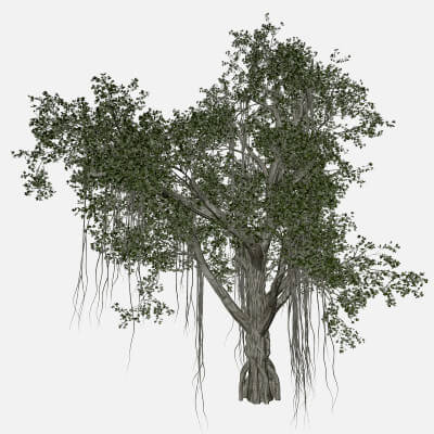 Chinese Banyan Tree #05 - 3D Model by AntonioKowatsch